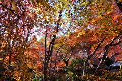 Directions and highlights of Gio-ji Temple. ｜ Japan's Travel Manual