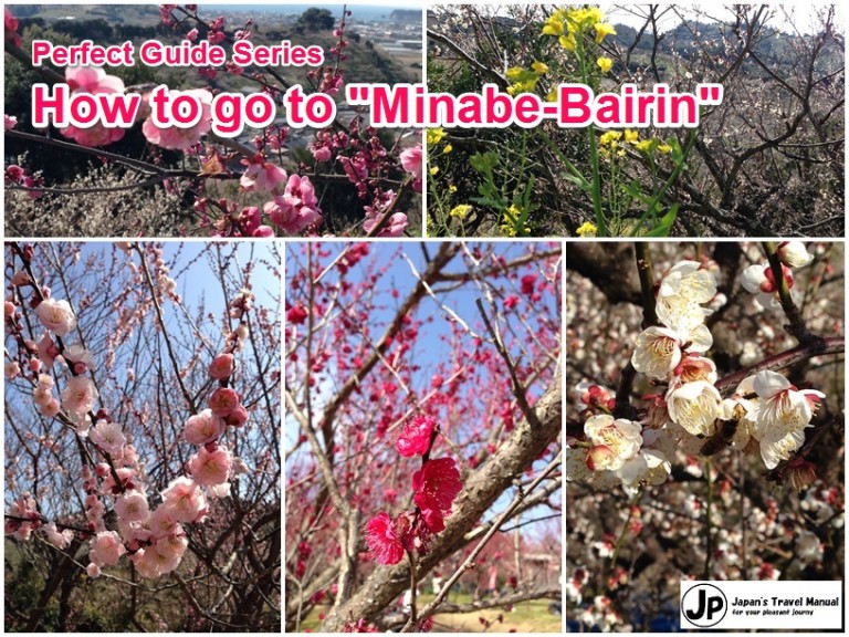 How to get to Minabe Bairin (Plum Grove). ｜ Japan's Travel Manual