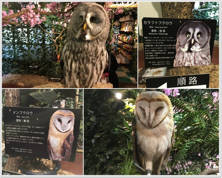 Highlights and how to get to Kyoto forest of leopard cats and owls ...