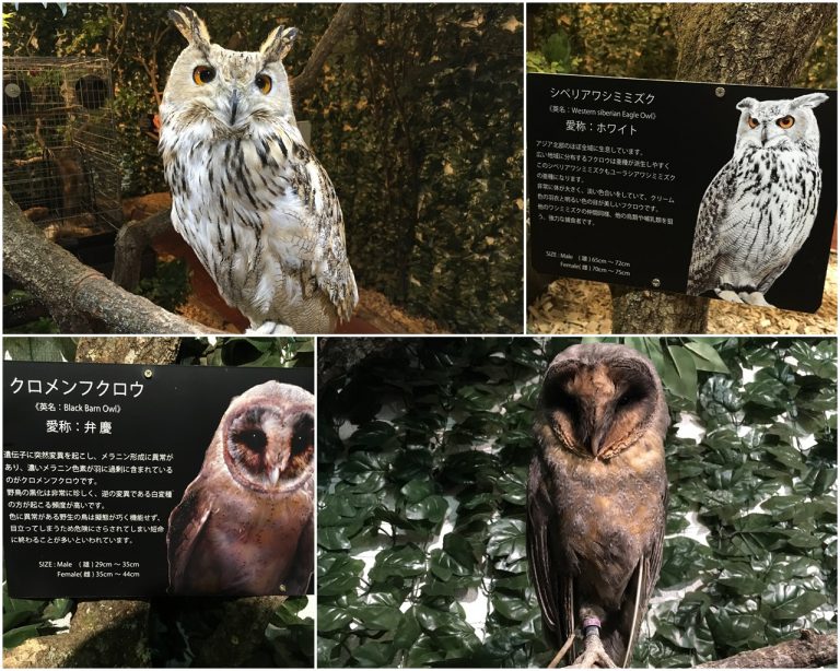 Highlights and how to get to Kyoto forest of leopard cats and owls ...