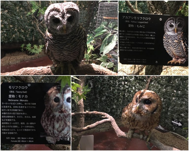 Highlights and how to get to Kyoto forest of leopard cats and owls ...