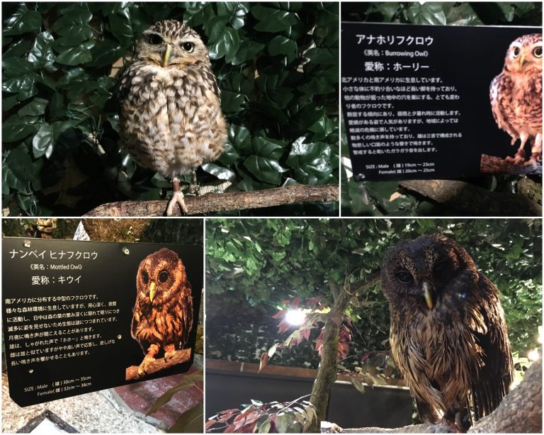 Highlights and how to get to Kyoto forest of leopard cats and owls ...