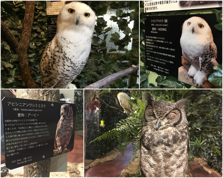 Highlights and how to get to Kyoto forest of leopard cats and owls ...