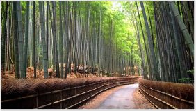 Take-no-michi : Bamboo forest (Muko City, Kyoto) ｜ Japan's Travel Manual
