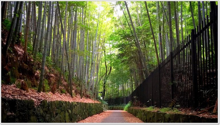 Take-no-michi : Bamboo forest (Muko City, Kyoto) ｜ Japan's Travel Manual