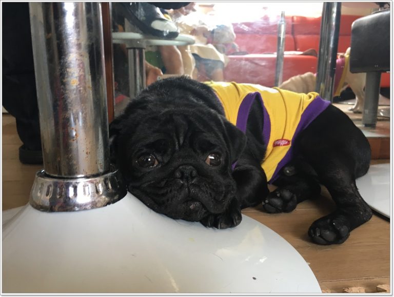 Pug cafe “Living Room” : This Cafe is full of Pug!! Pug!! ｜ Japan's ...